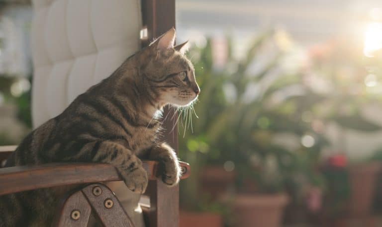 How To Keep Cats Off Your Patio Furniture – Captain Patio