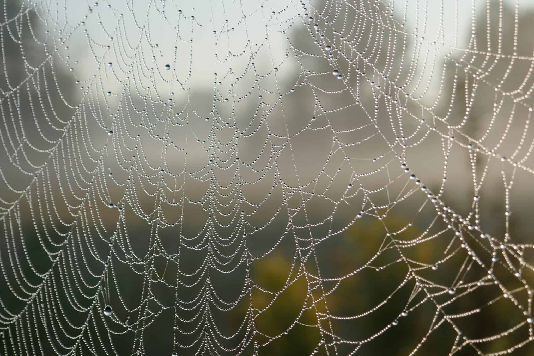 Deal With Spiderwebs On Your Patio (For Good) – Captain Patio