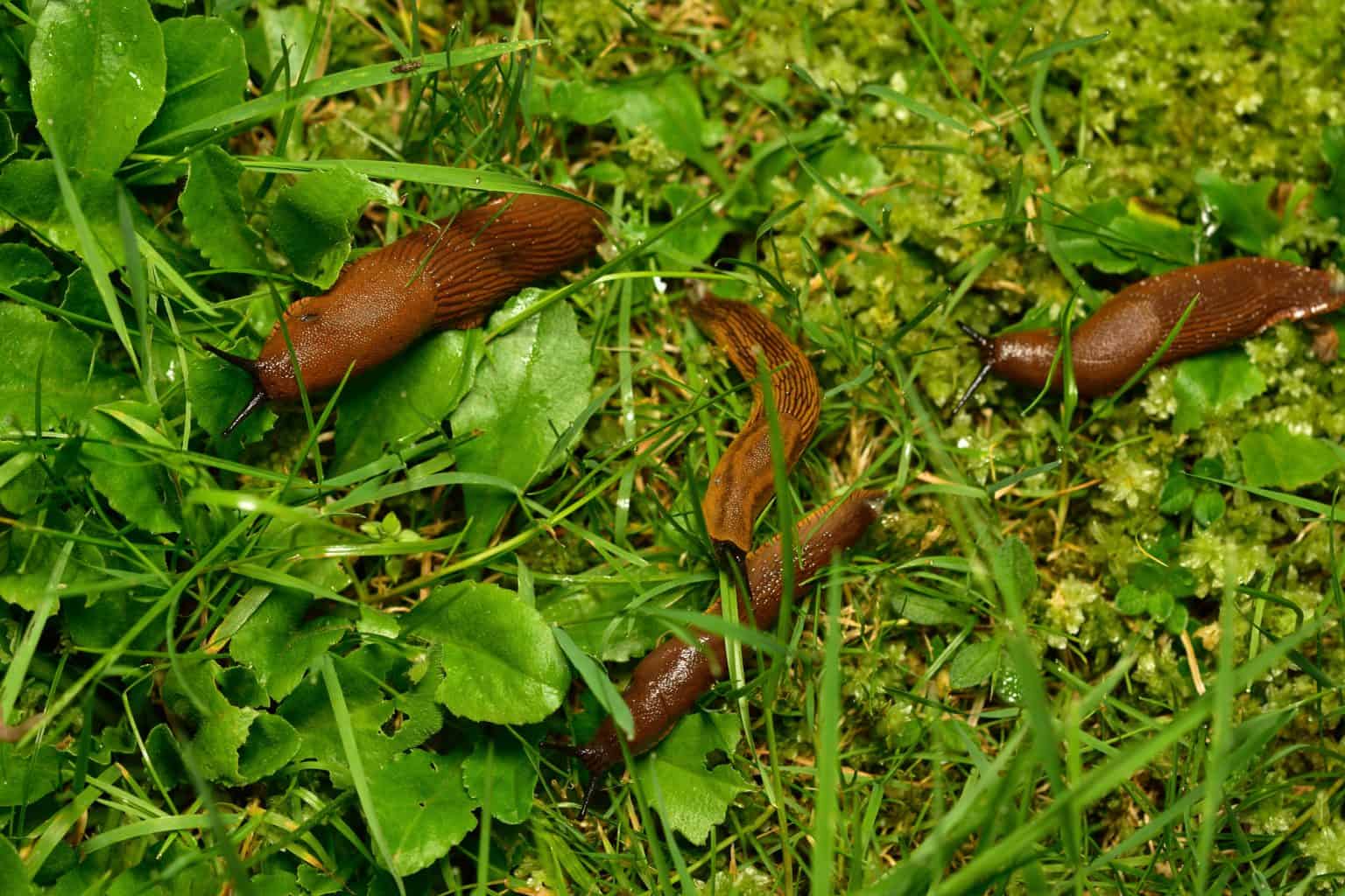 Get Rid Of Slugs And Snails With Coffee Grounds – Captain Patio